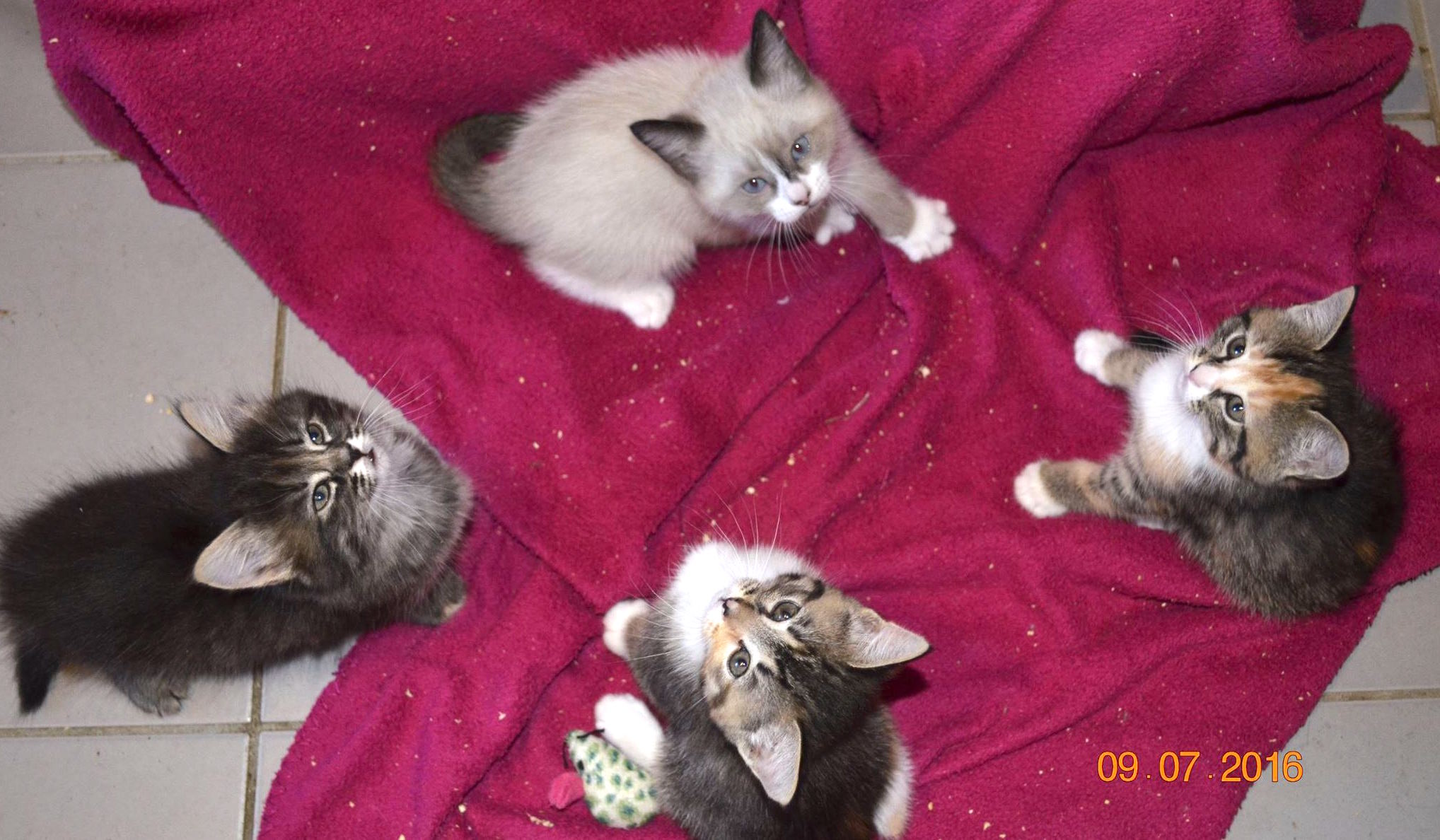 Il était une fois 4 loulous : Malia, Mily, Meyli et Martin