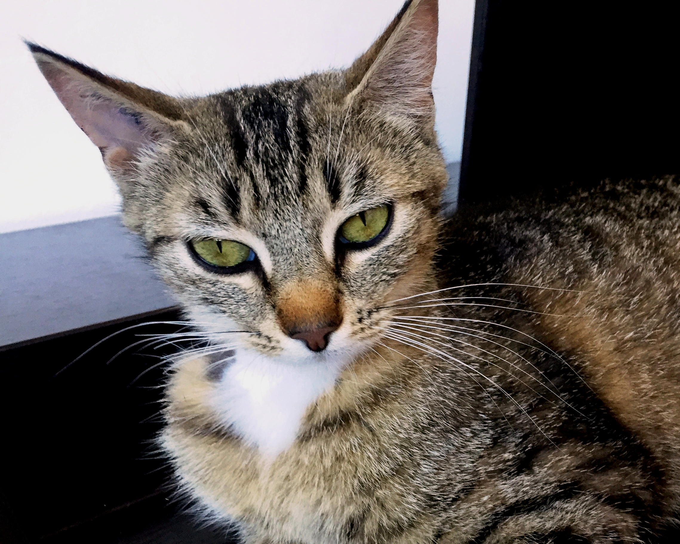 Mia ou la minette parfaite (adoptée – août 2016)