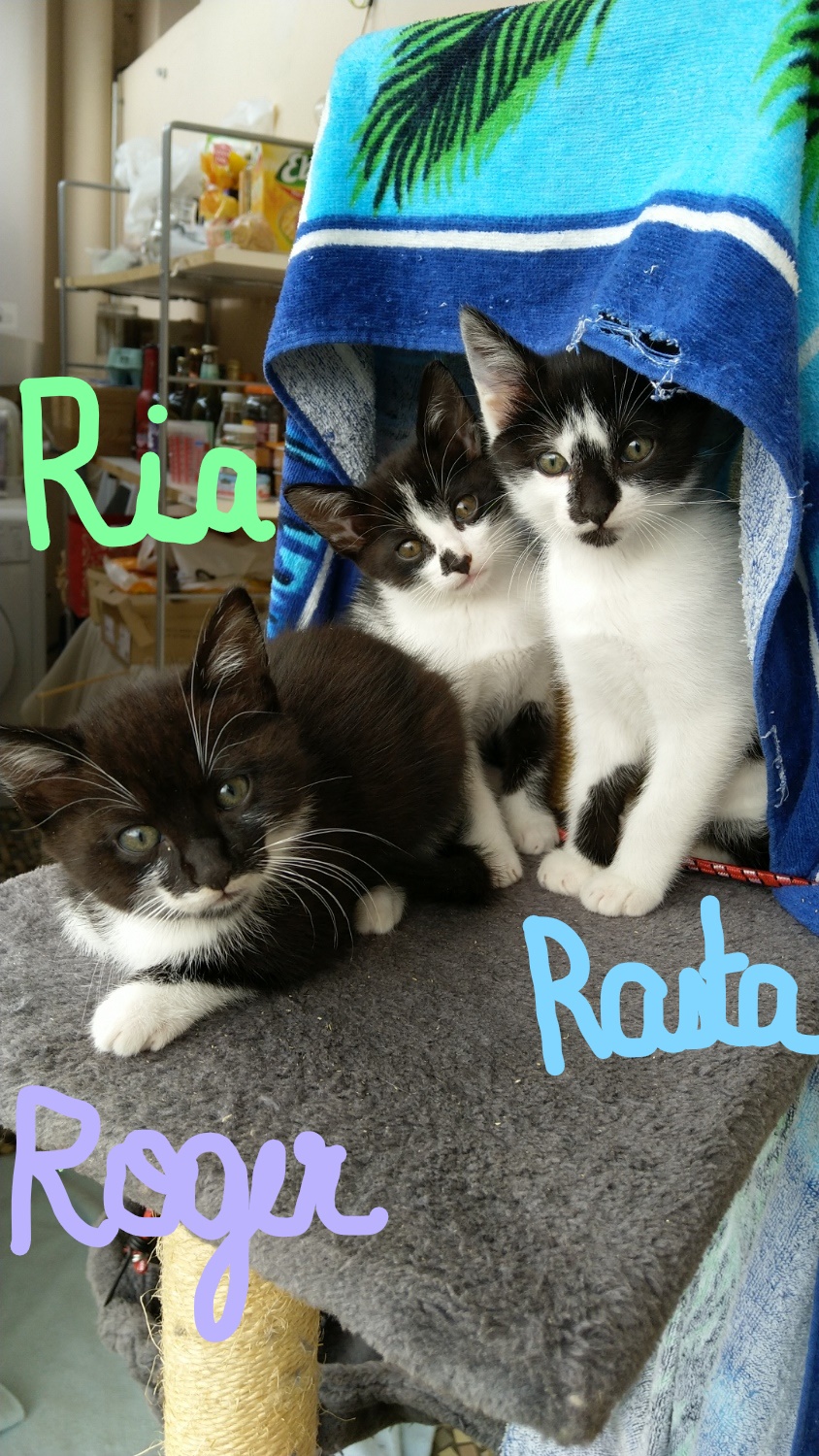 Rasta, Ria et Roger, le concentré de mignonnerie (Adoptés – août 2020)