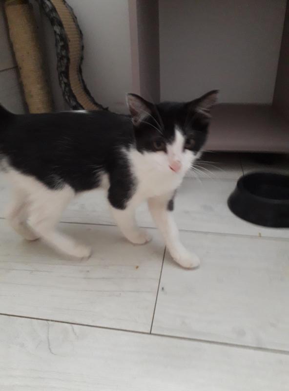 Ronflex, gourmand et câlin (Adopté – septembre 2020)