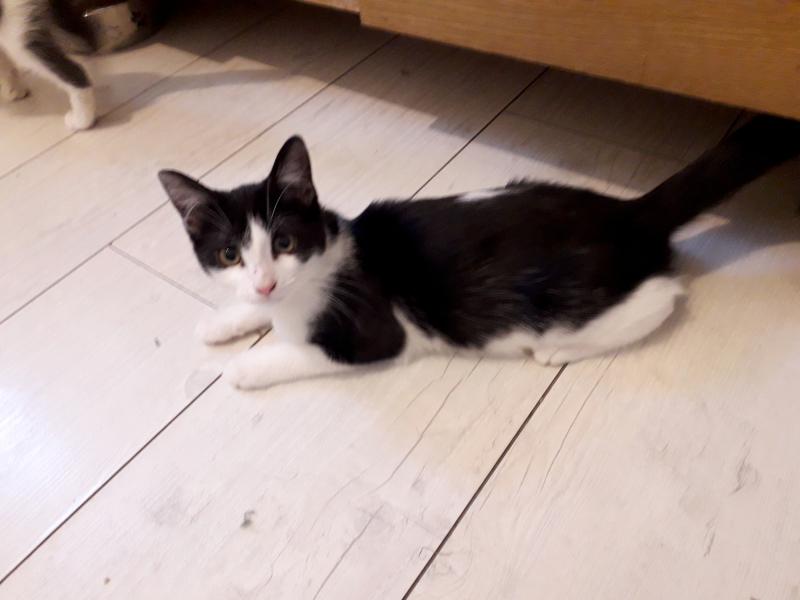 Ronflex, gourmand et câlin (Adopté – septembre 2020)