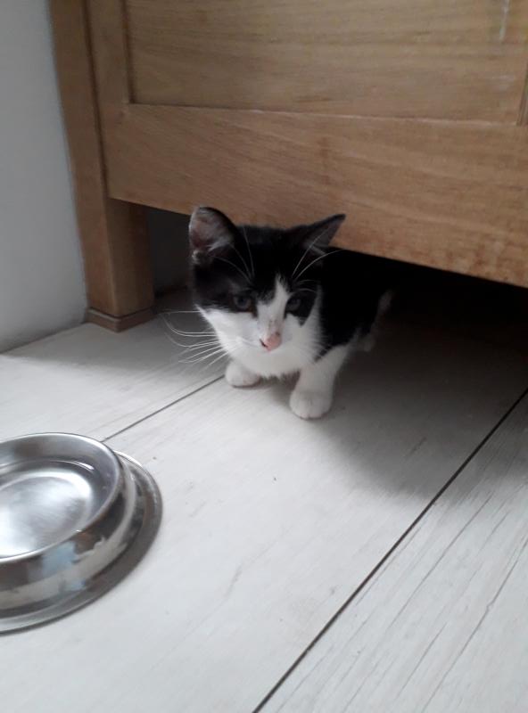 Ronflex, gourmand et câlin (Adopté – septembre 2020)