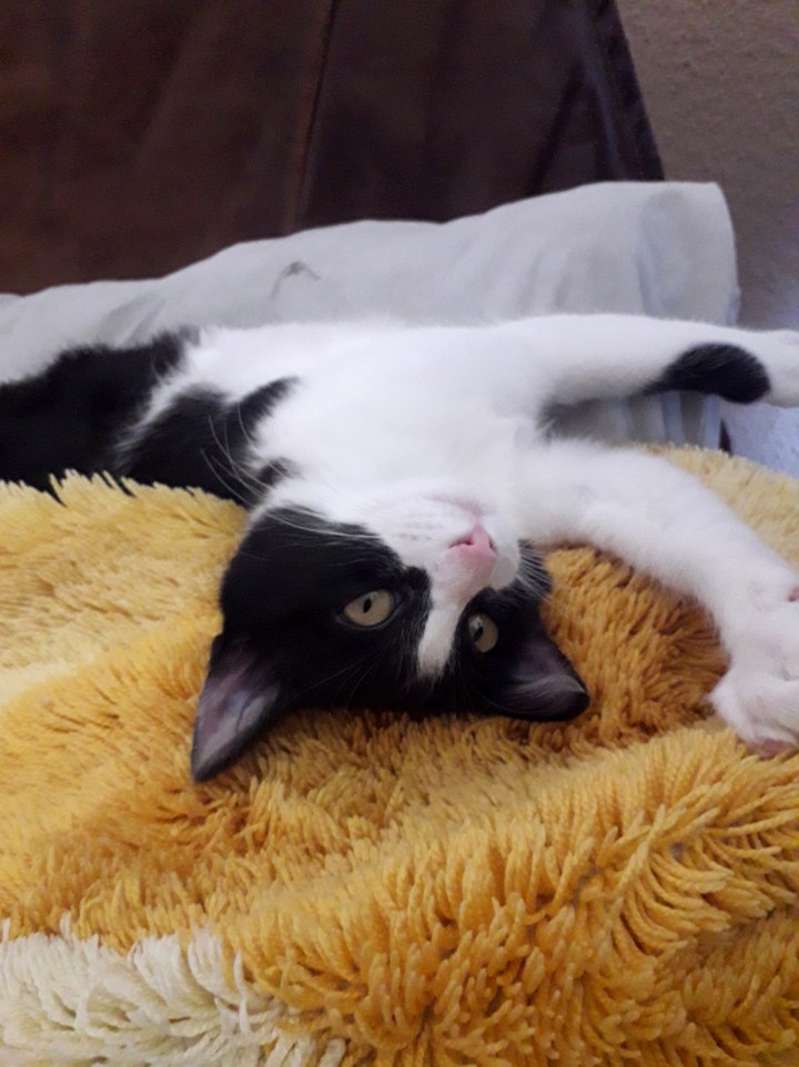 Raven, petite glue câline (Adoptée – septembre 2020)