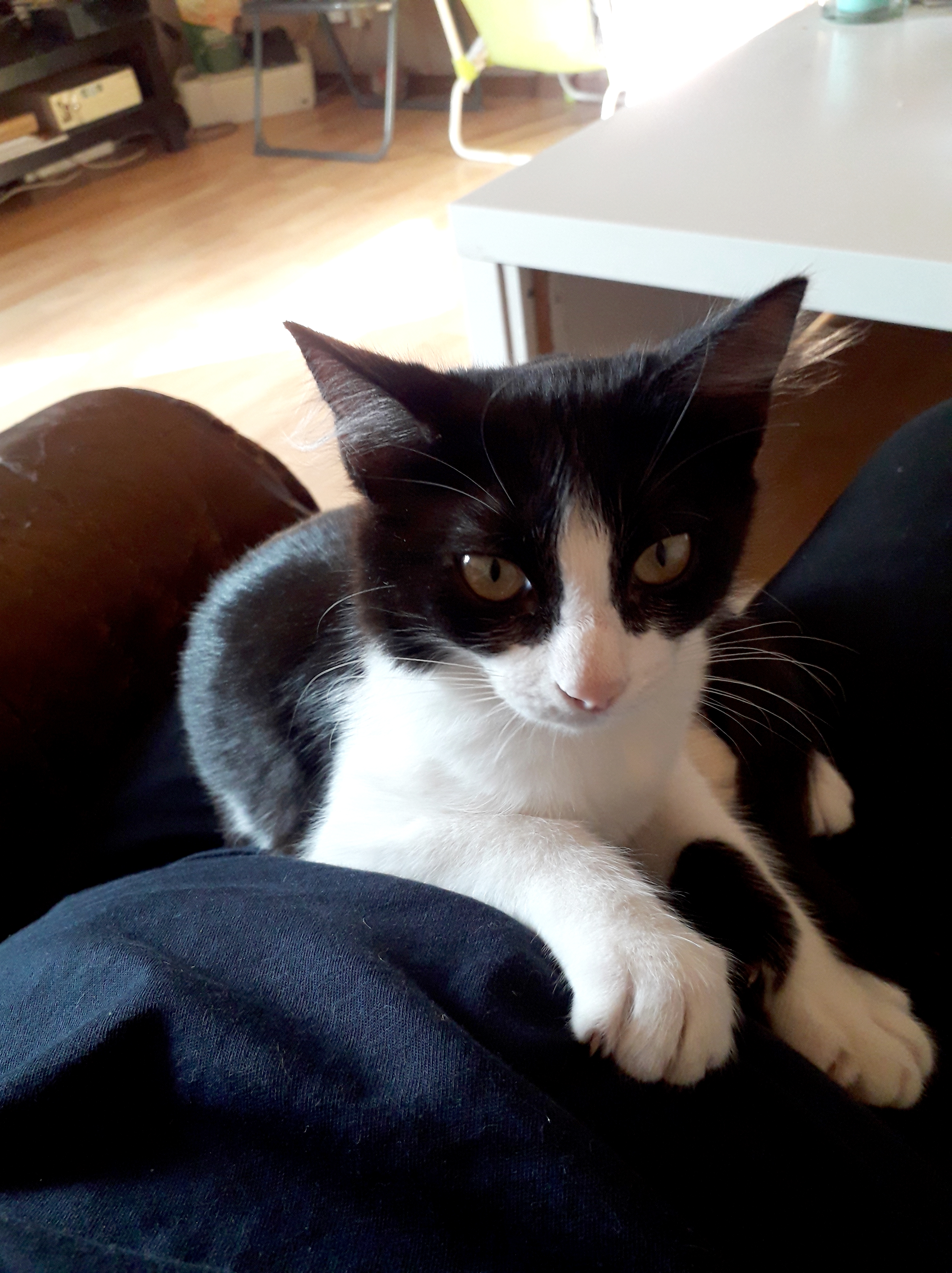 Raven, petite glue câline (Adoptée – septembre 2020)