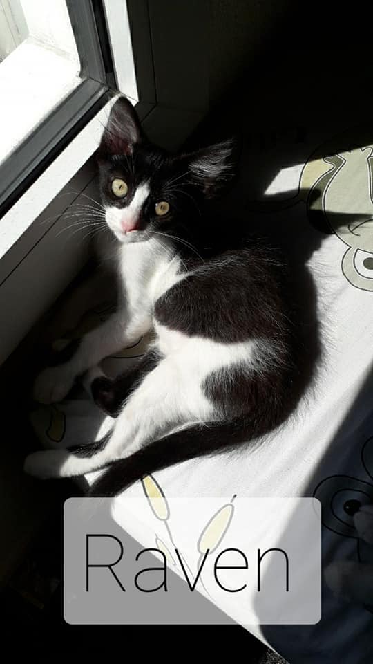 Raven, petite glue câline (Adoptée – septembre 2020)