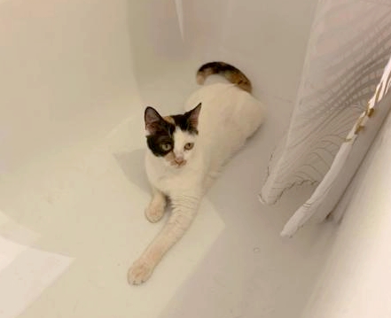 Quayla, affectueuse et joueuse (Adoptée – août 2021)