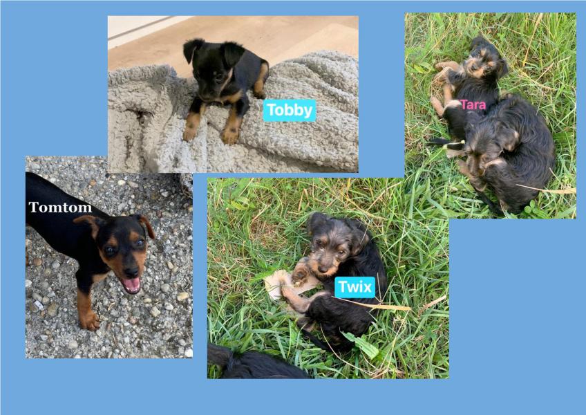 Les trois fantastiques: Tomtom, Twix et Tobby (Adoptés – août 2022)