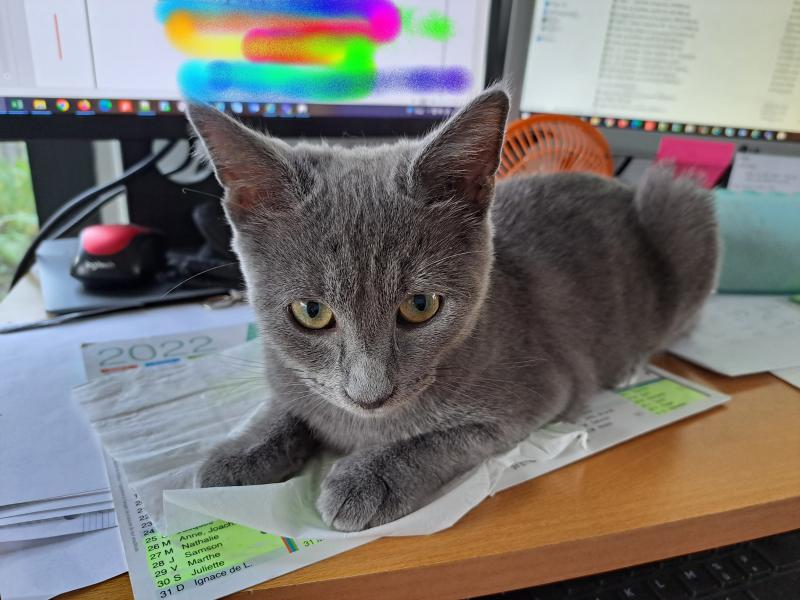 Princesse Tinaka (Adoptée – octobre 2022)