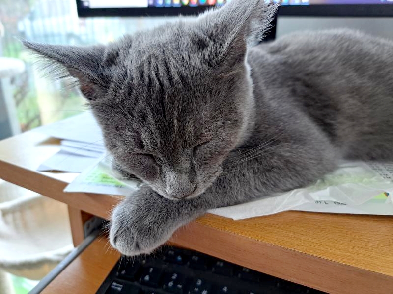 Princesse Tinaka (Adoptée – octobre 2022)