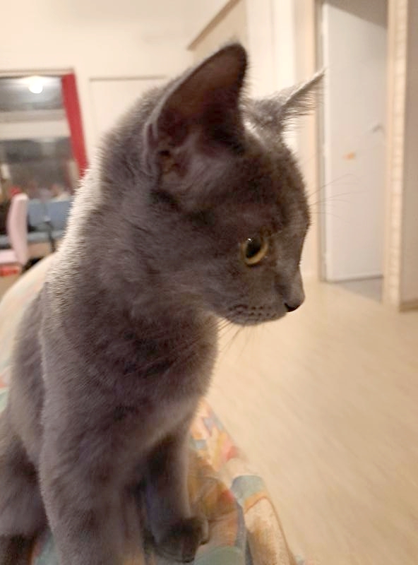 Princesse Tinaka (Adoptée – octobre 2022)