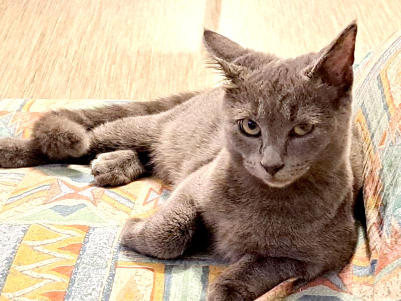 Princesse Tinaka (Adoptée – octobre 2022)