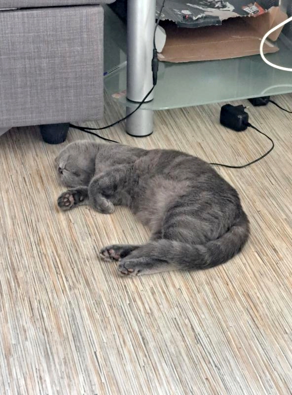 Princesse Tinaka (Adoptée – octobre 2022)