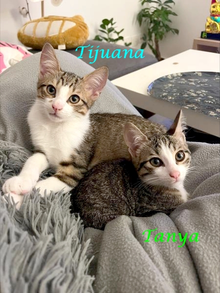 Tanya et Tijuana, soeurs câlines (Adoptées – décembre 2022)