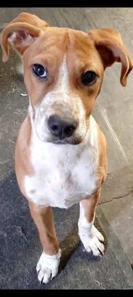 Timka, l’amie câline (Adoptée – septembre 2023)