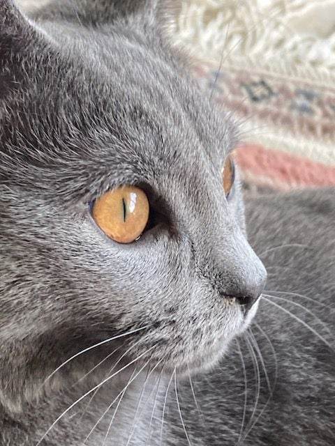 Titou, bavard affectueux (Adopté – juin 2023)