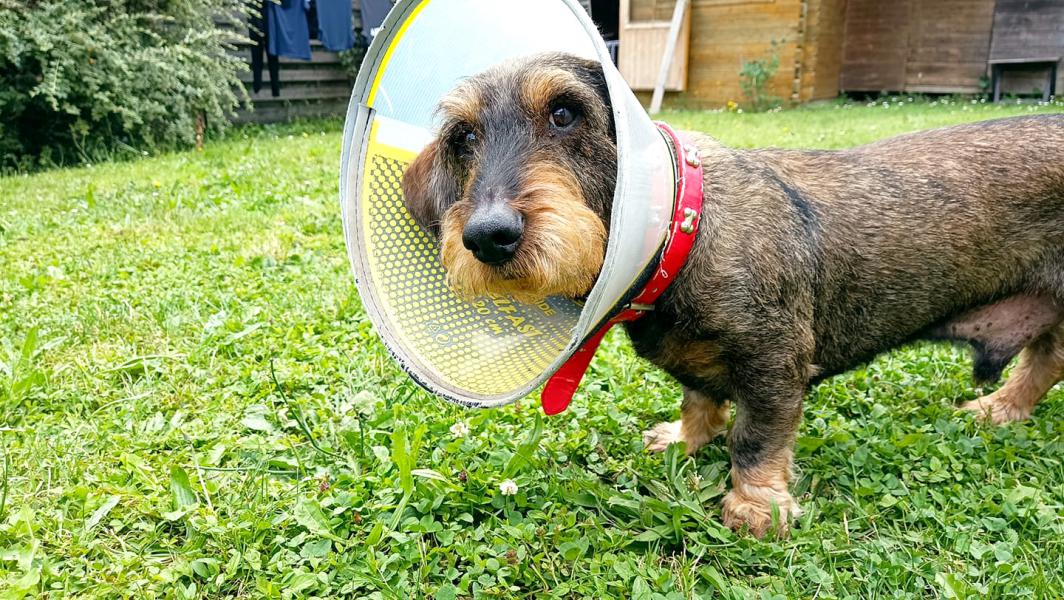 Haddock, le compagnon tranquille (Adopté – juillet 2024)