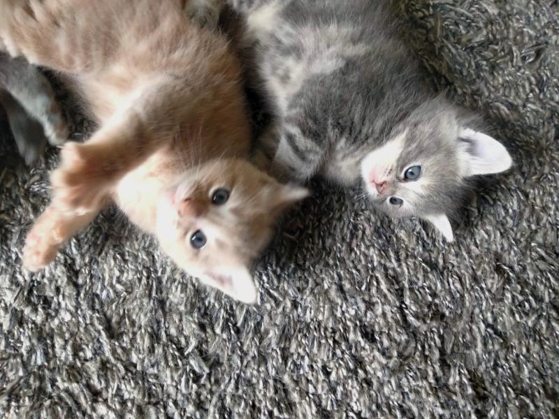 Valko et Vakita, duo fusionnel (Adoptés – juillet 2024)